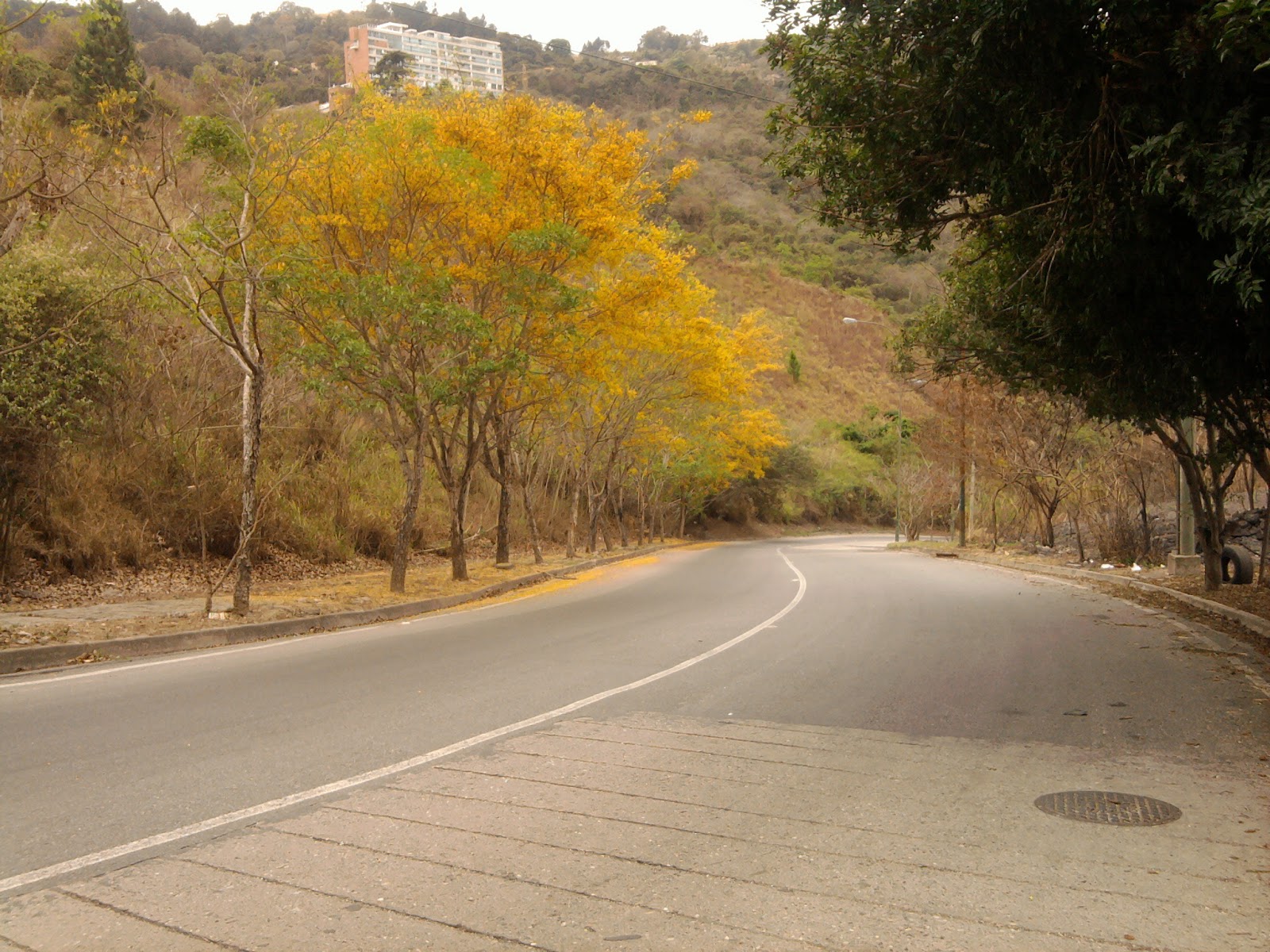 JFRHOUSE: ROBLE BLANCO