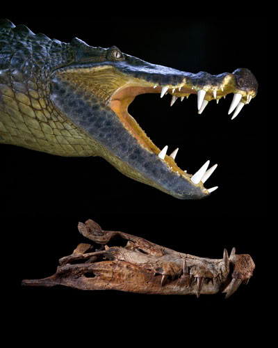 Species New to Science: [Paleontology • 2009] 'BoarCroc' | Kaprosuchus ...