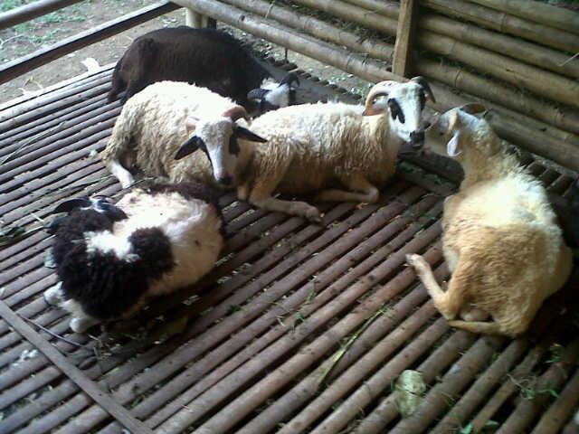 Jual Beli Kambing: baby goat and Sheep