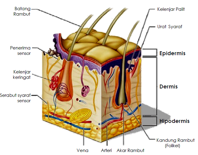 INILAH INDERA MANUSIA YANG WAJIB KITA KETAHUI | VISIUNIVERSAL