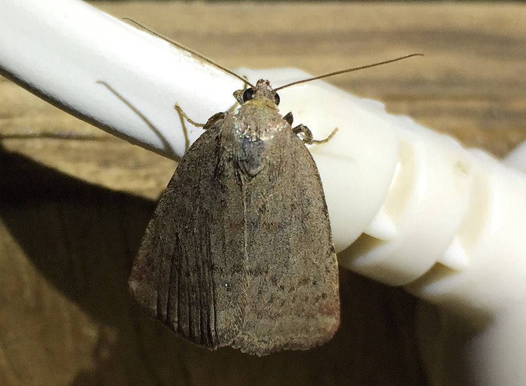 The Barley Birder: A buff moth and other bits and bobs on the Isle of Wight