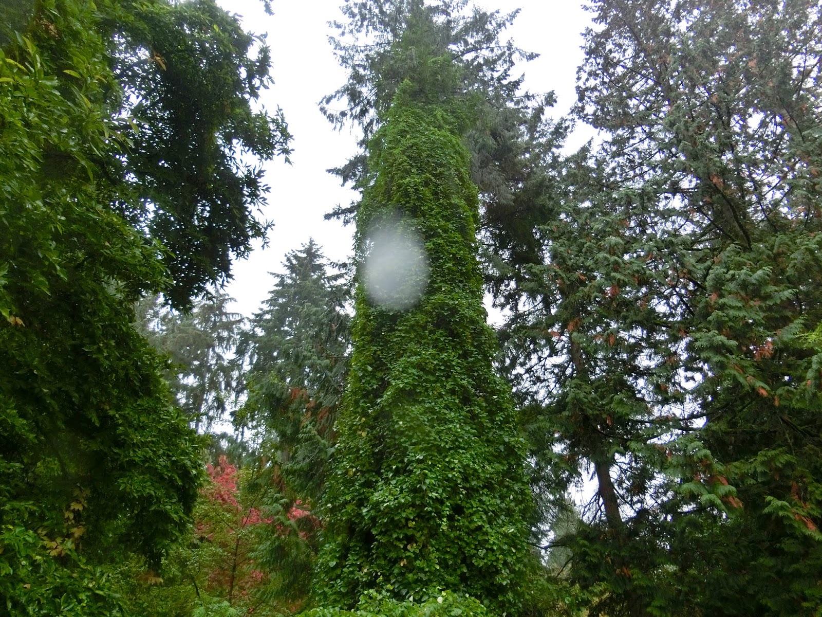 Nau speak: Seattle: Washington Park Arboretum