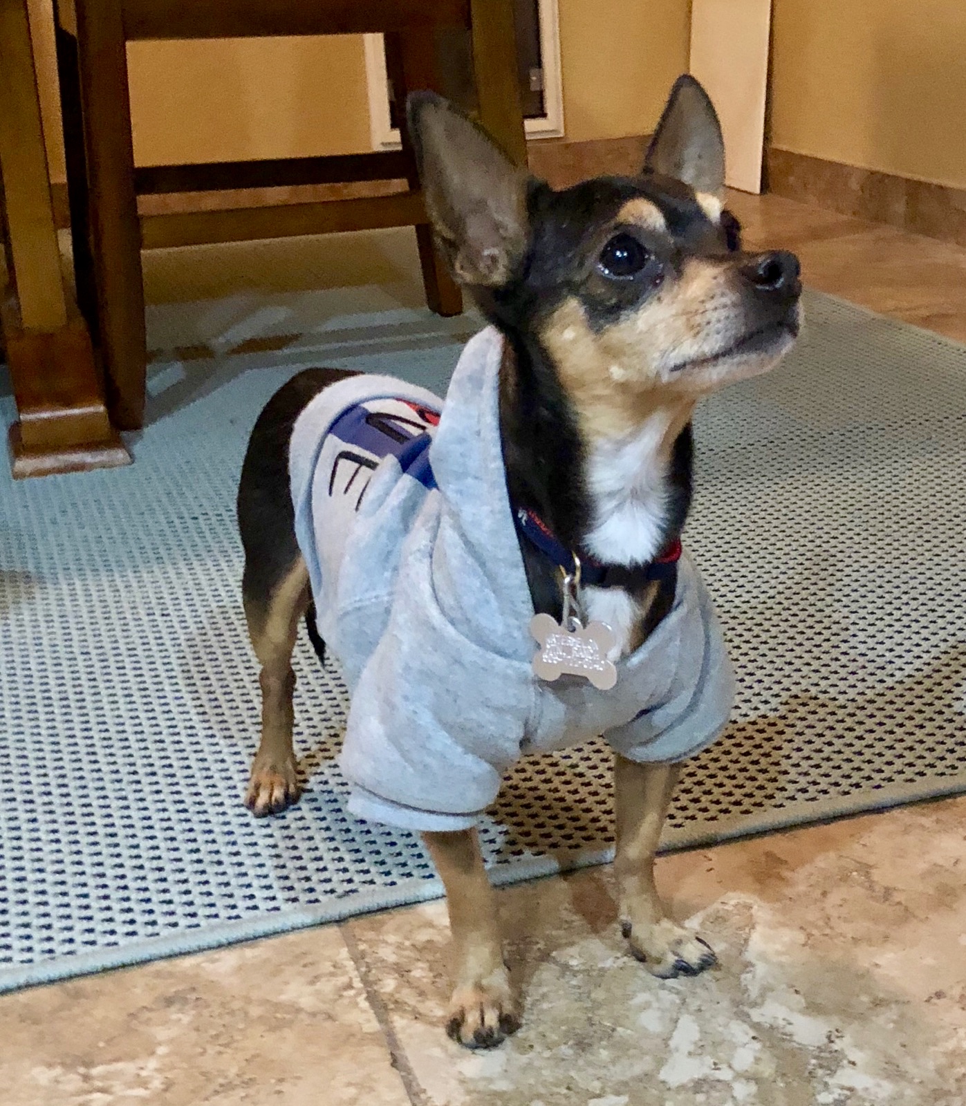 At Rivercrest Cottage: Two Orphan Dogs In A Christmas Tale