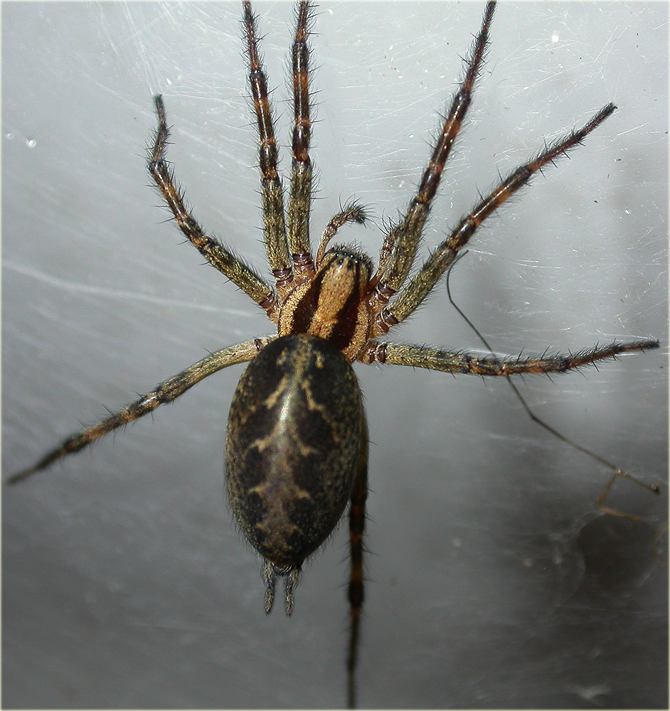 Arachnerds: Labyrinth Spider - Agelena labyrinthica
