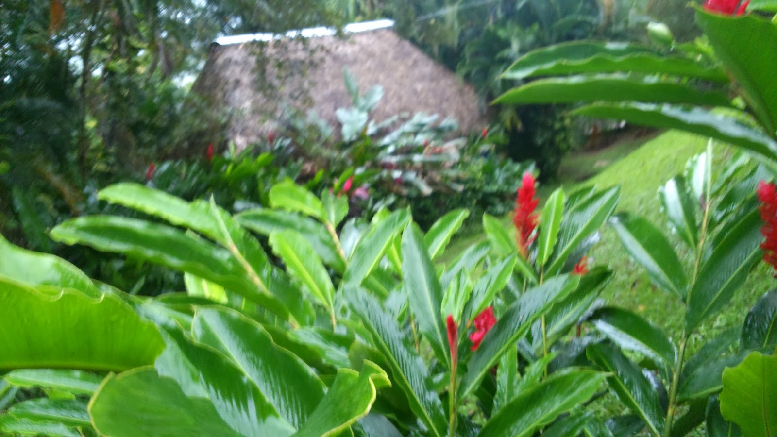 Acercamiento a las Ciencias Naturales: Principales ecosistemas de Tabasco