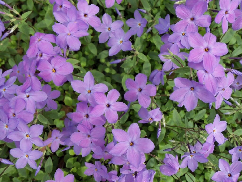 Orange explains it all: National Arboretum Azalea Collection