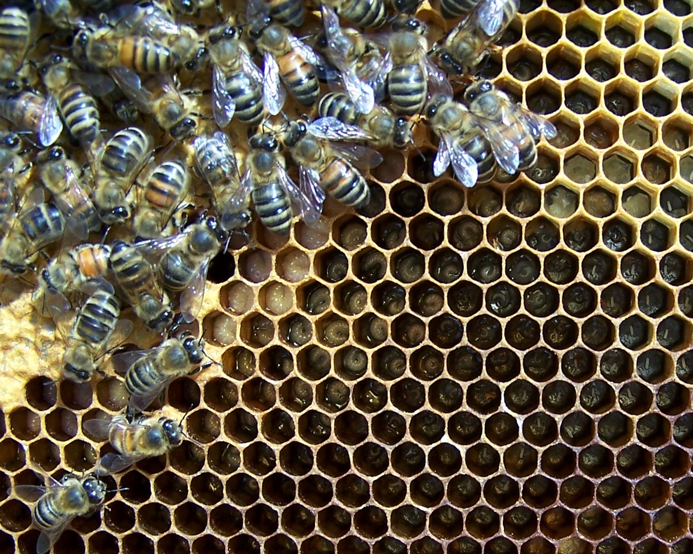 The Peace Bee Farmer: Early Spring Hive Inspection