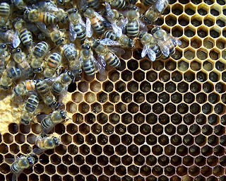 The Peace Bee Farmer: Early Spring Hive Inspection