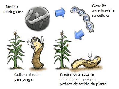 Descomplicando a Biotec: Plantas transgênicas que sintetizam toxinas de ...
