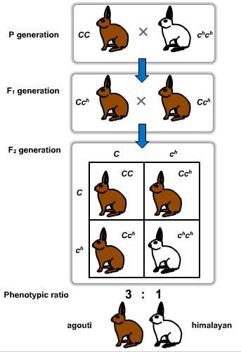พันธุกรรม (Heredity): การถ่ายทอดลักษณะเด่นอย่างสมบูรณ์ (complete dominant)