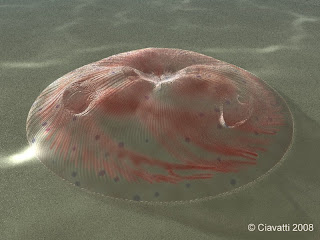 Life Before the Dinosaurs: Tribrachidium.