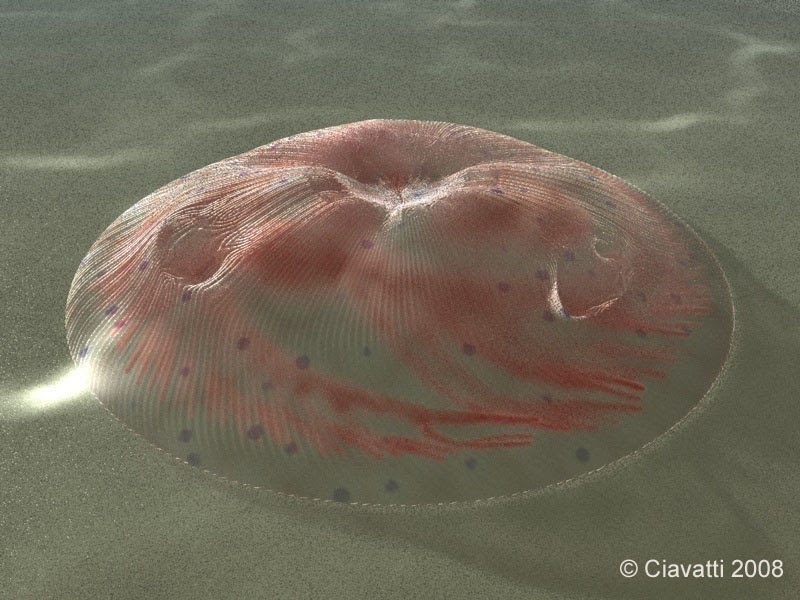 Life Before the Dinosaurs: Tribrachidium.