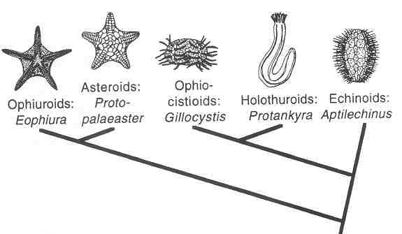 The Echinoblog: Ophiocistioids! Weird Mystery Fossils from the Paleozoic!