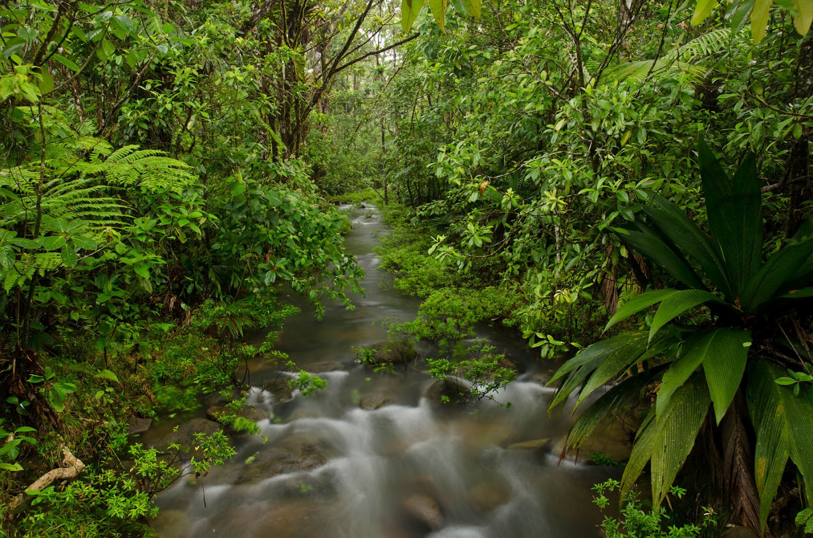 Rainforest Habitat | Wallpapers Gallery