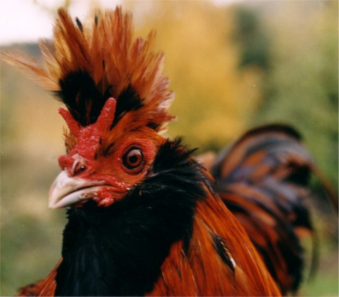 Breed Savers: Brabanters - Reinventing History