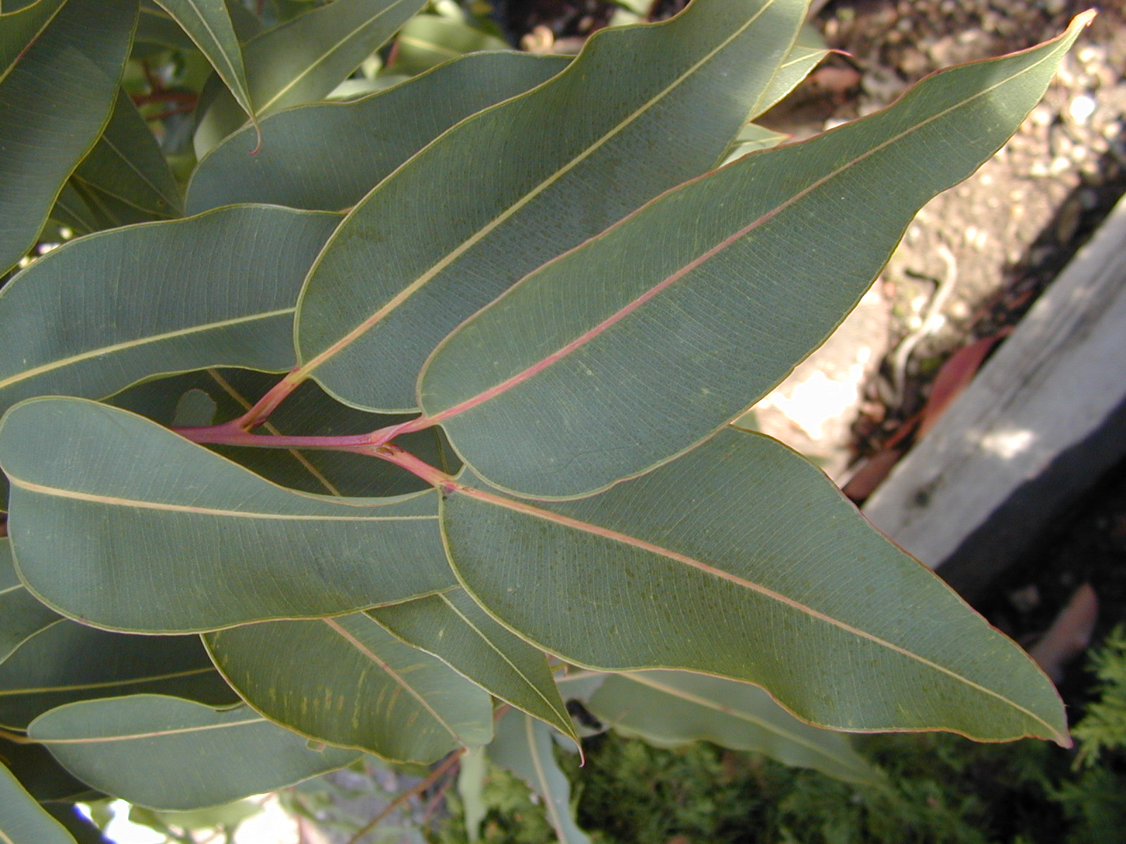 Trees of Santa Cruz County: Corymbia ficifolia - Red Flowering Gum