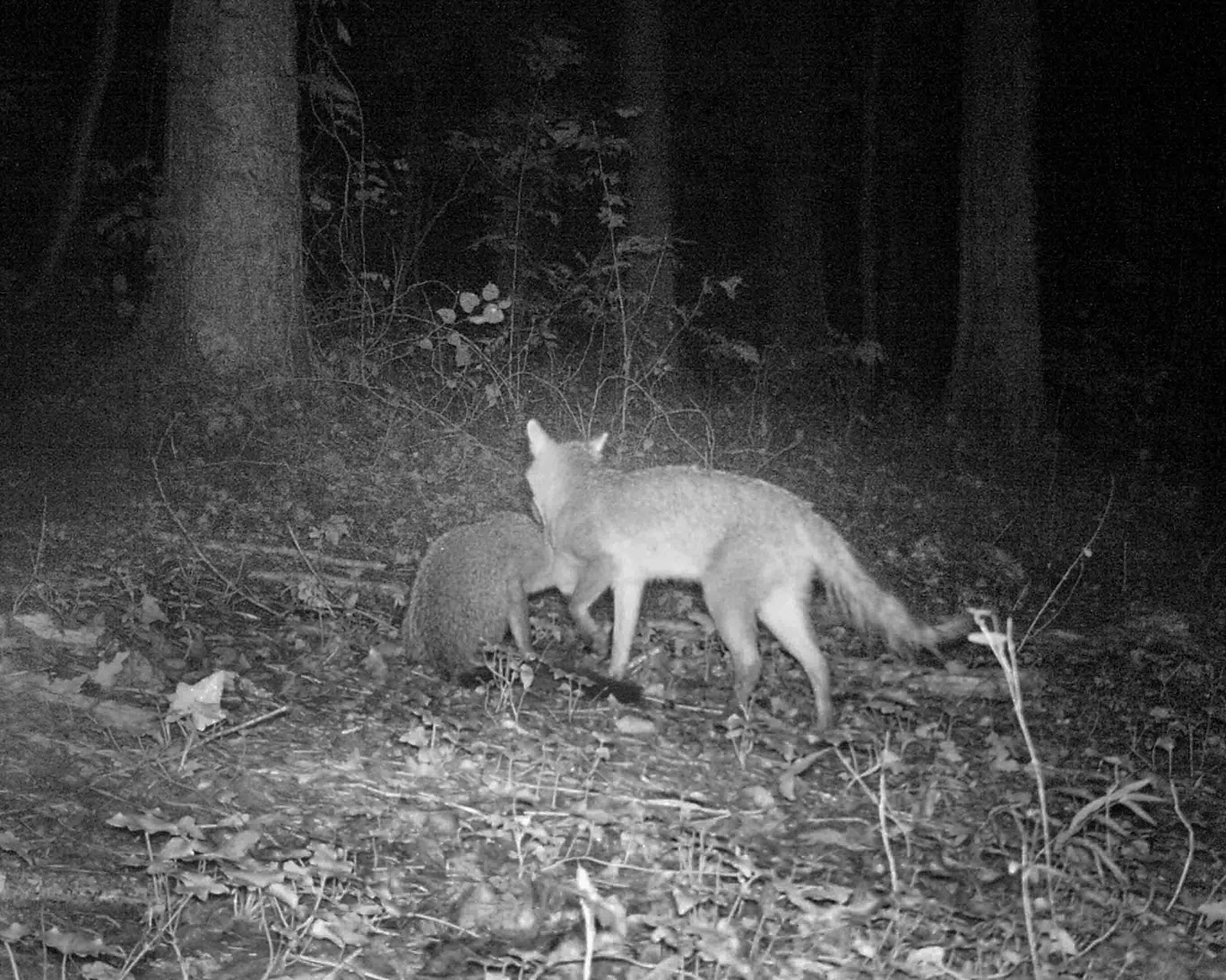 Exploring Nature in NC: Suburban Foxes