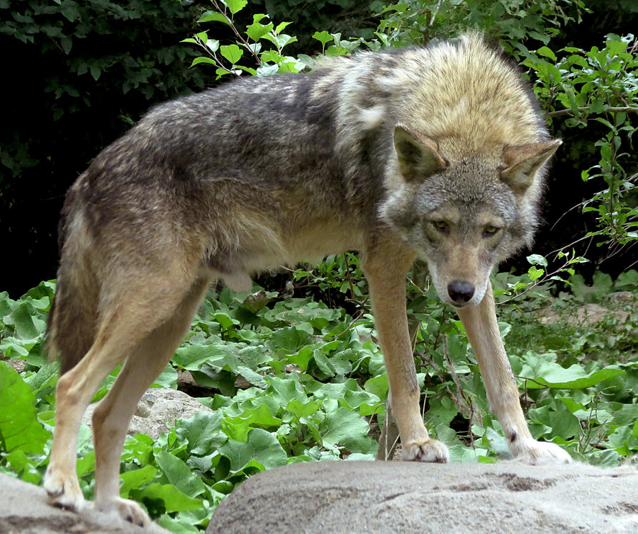 All About Our Pets: Coyotes and your pets
