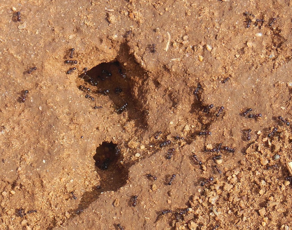 Maasai-World: Insects of Kenya