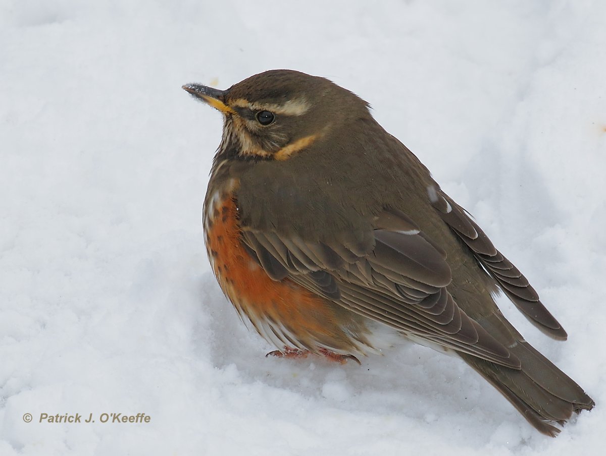 Raw Birds: Redwing