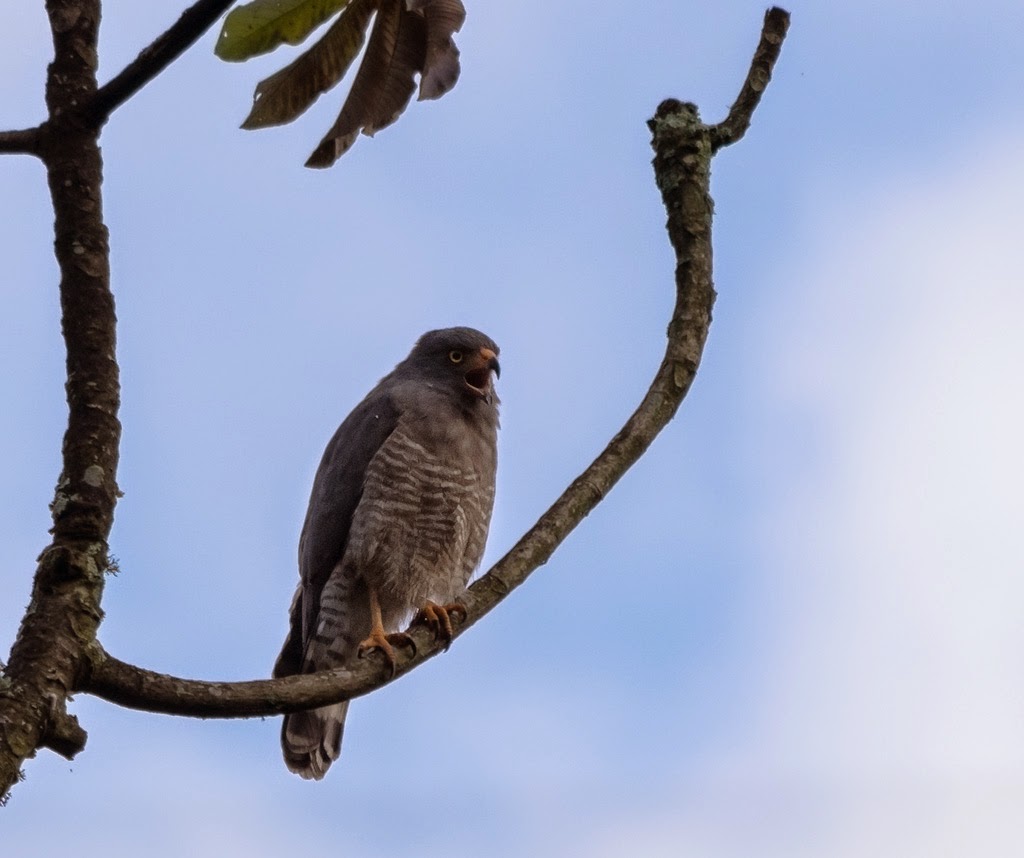 Aves de Colombia: Gavilan Caminero / Roadside Hawk / Buteo Magnirostris