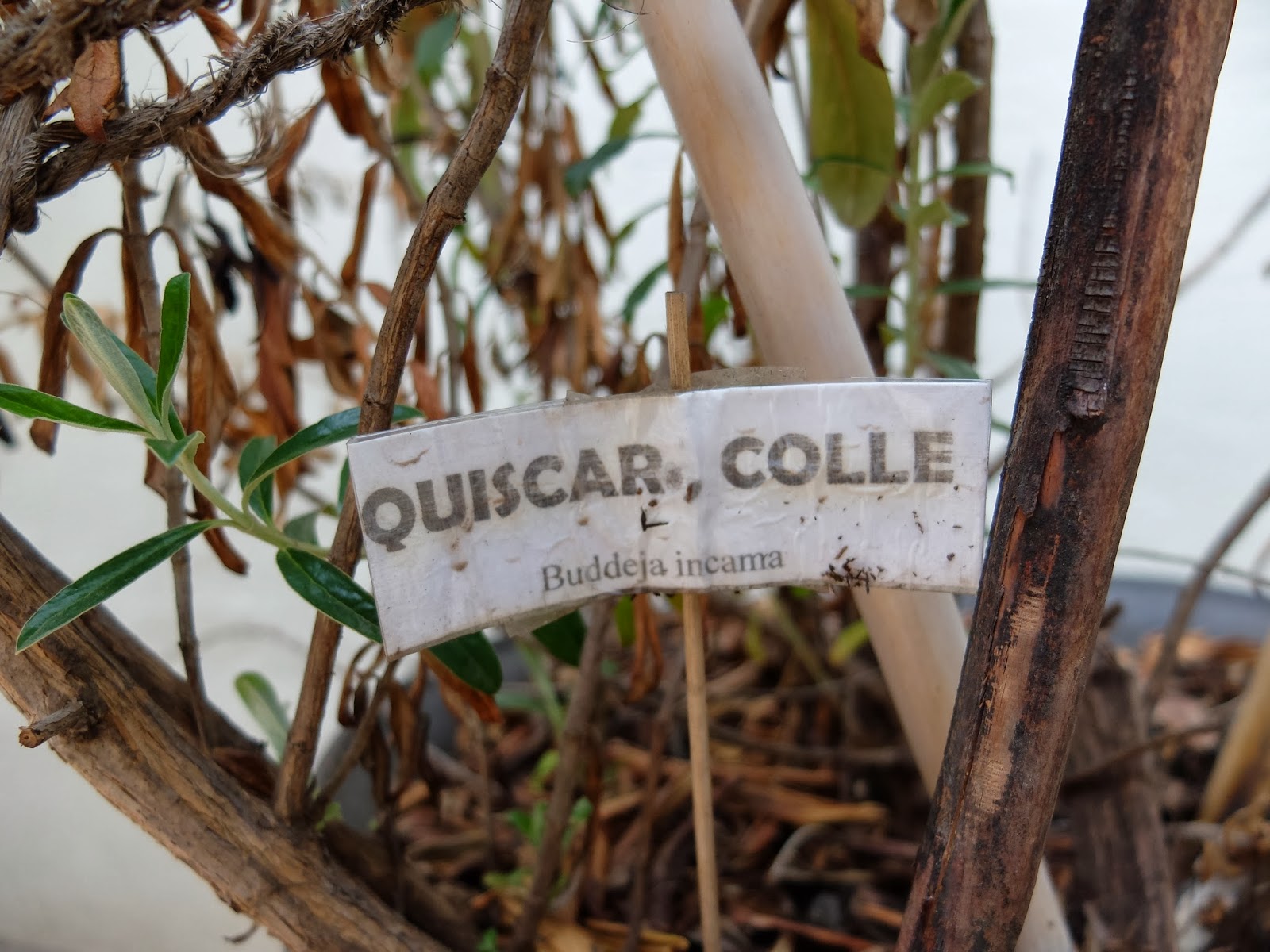 TravelMarx: Salcantay Trek: Selected Plants