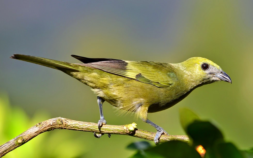 Aves de Jardín . Birds in our garden: Como se llama ese pajarito?
