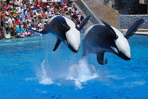 Animals of the world: Orkid killer Whale