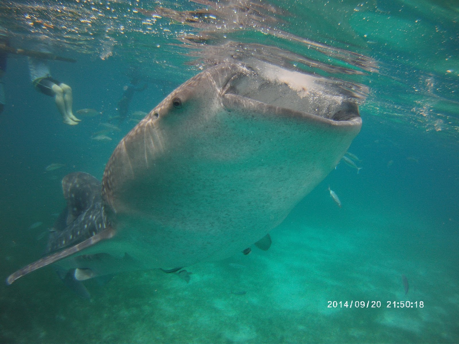 Carlo Andrew's Photos: Swimming with the Butanding in Oslob