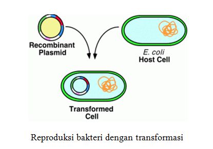 Reproduksi Bakteri