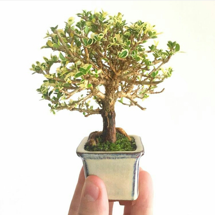 6 Bonsai Mini (Small Bonsai) Yang Menawan - Suka Bonsai