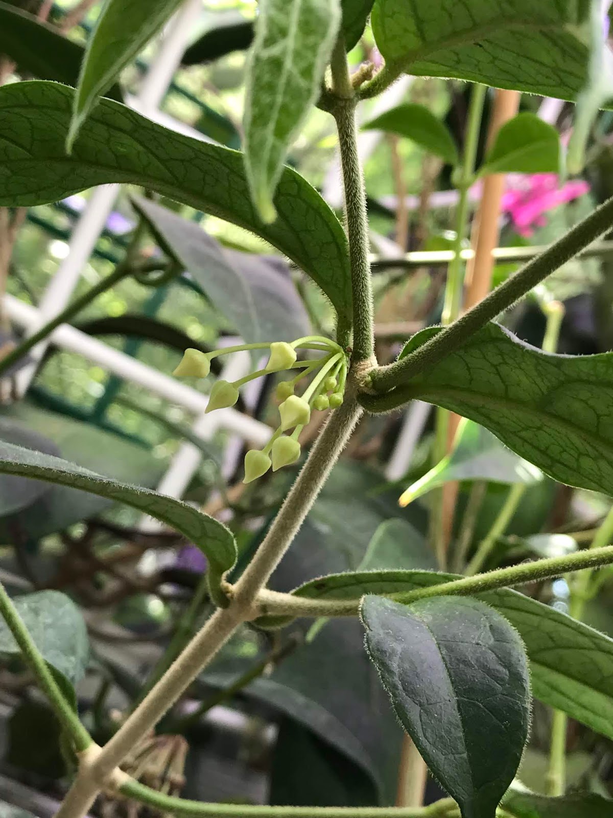 Hoyapassion: Hoya diptera Fiji i obiecanki Hoi kipandiensis