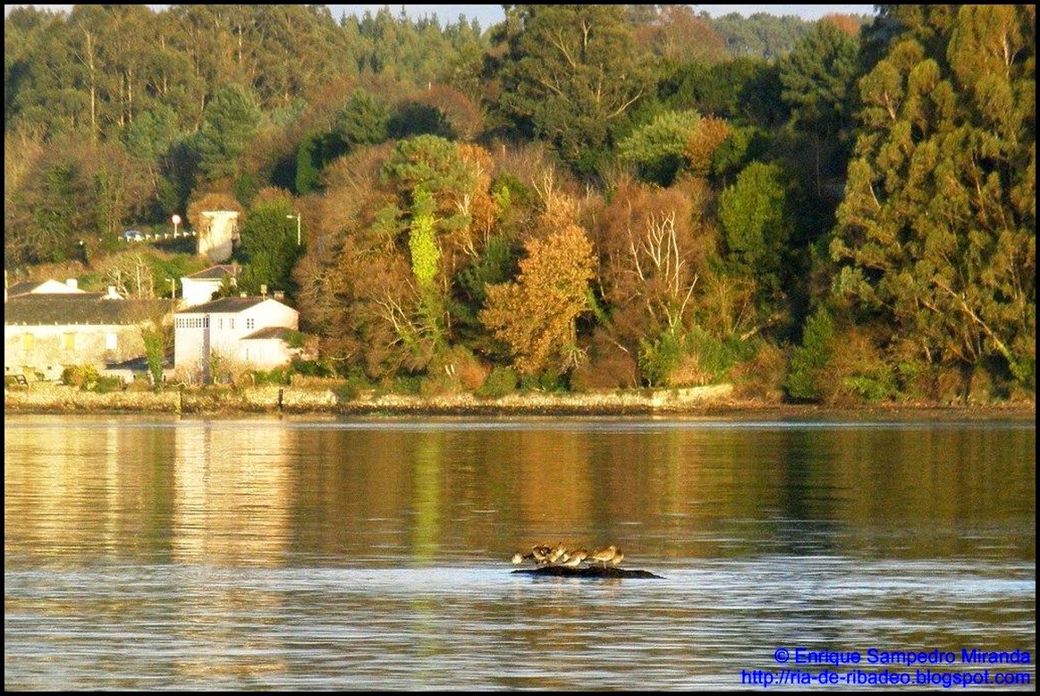 Ría de Ribadeo: La ría de Ribadeo