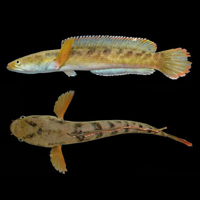 Species New to Science: [Ichthyology • 2016] Channa aurantipectoralis ...