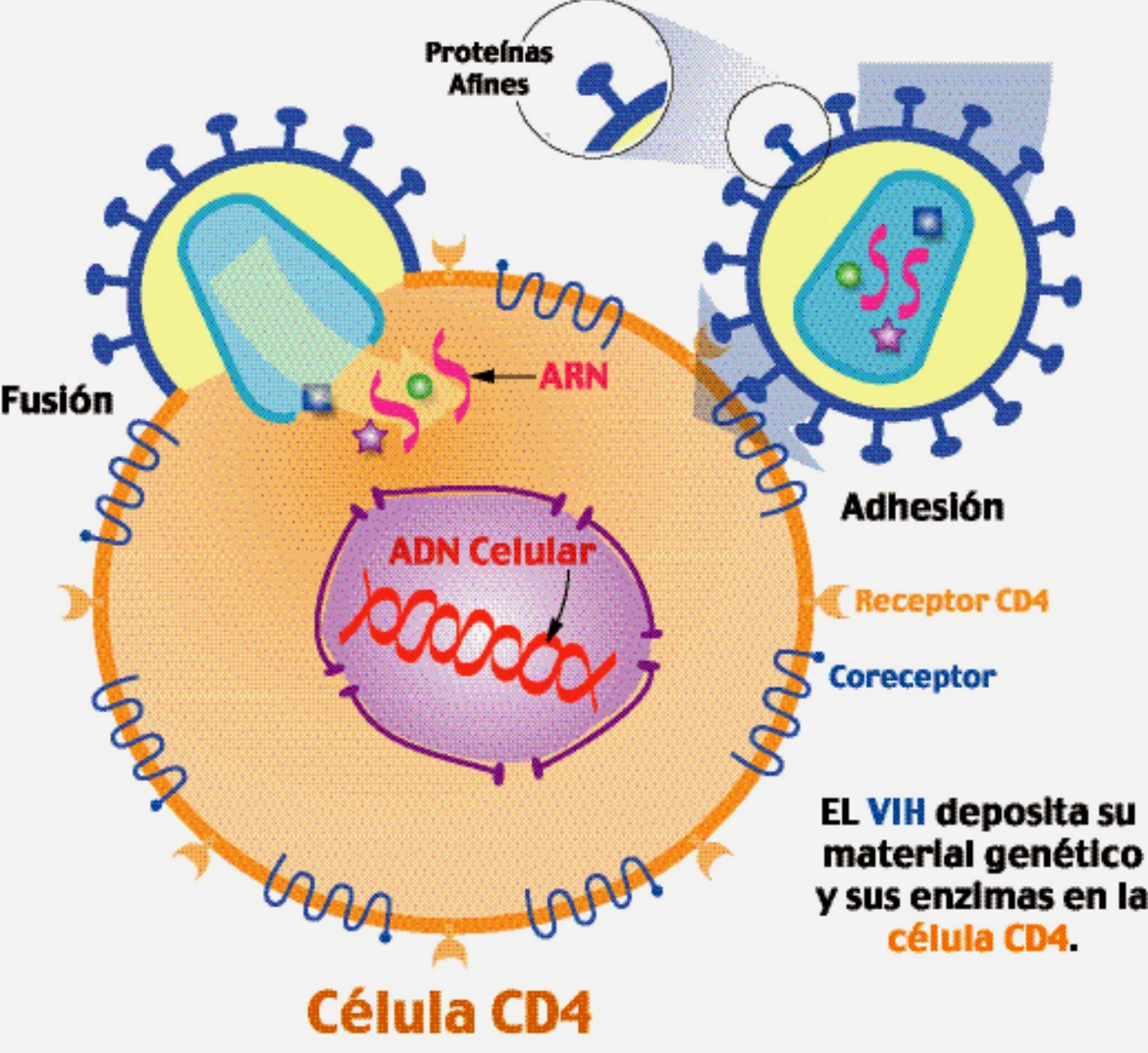 Enfermedad de VIH Sida: El VIH y las Celulas CD4