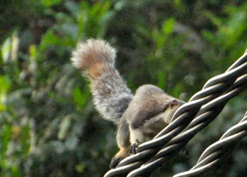 philipveerasingam: 'Dhandu Lena' S, 'Mara Anil' T, Sithulpawwa, Sri Lanka.