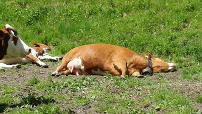HEBOH..!! Puluhan Sapi Mati Mendadak Dan Tak Wajar, Setelah Diselidiki ...