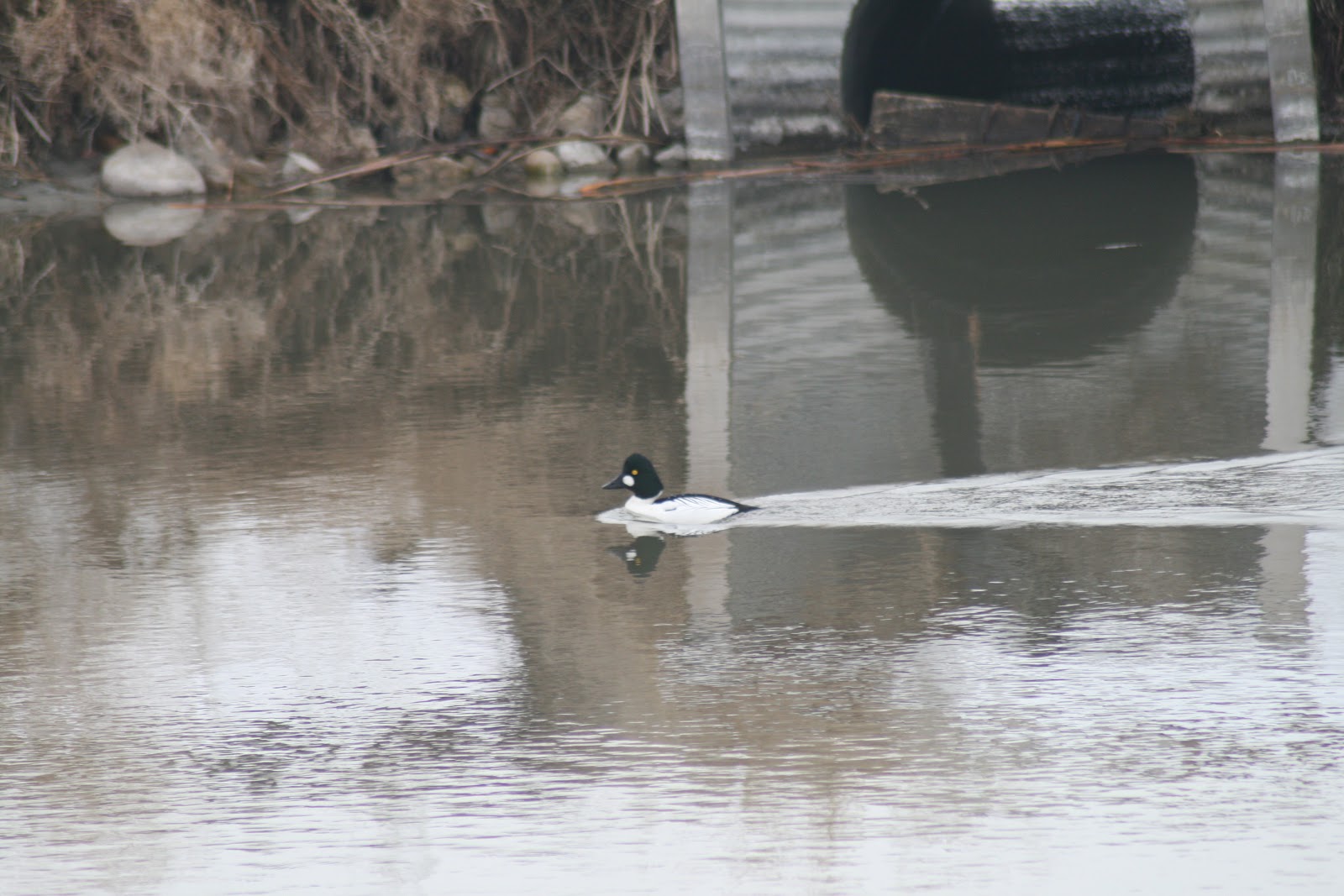 Steve's Bird'n Blog: November 2012 Bird of the Month, Common Goldeneye