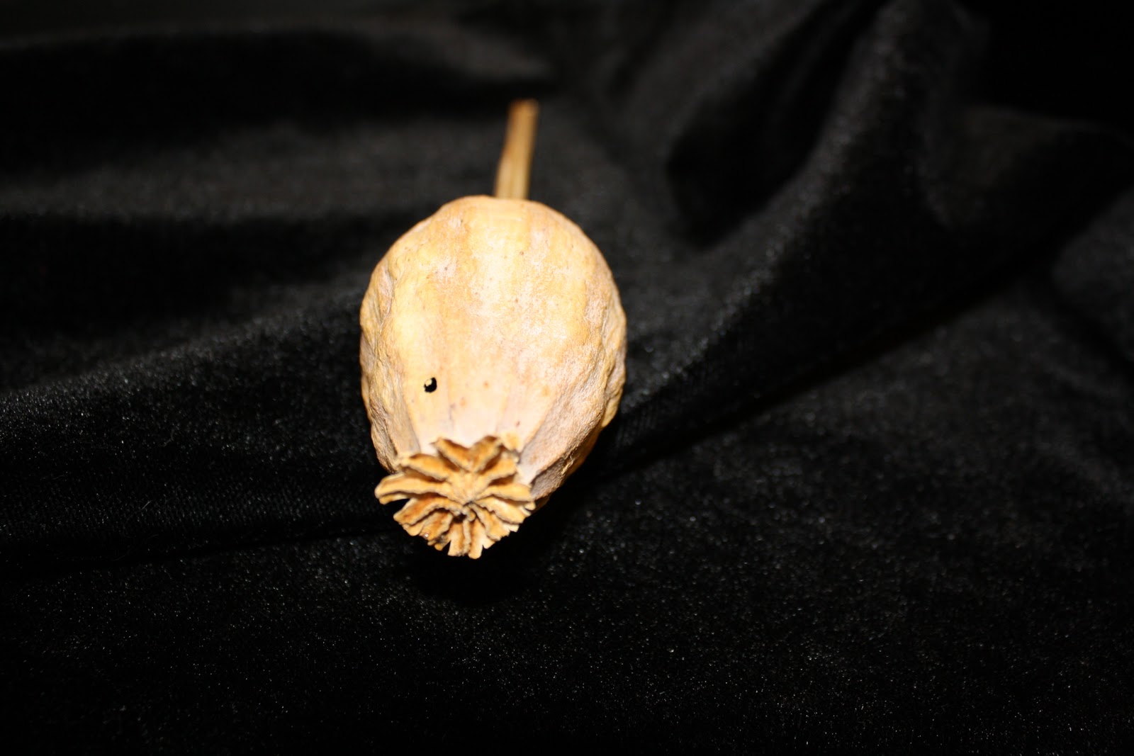 UF BOT 2710: Practical Plant Taxonomy: Lab 7: General structure of ...