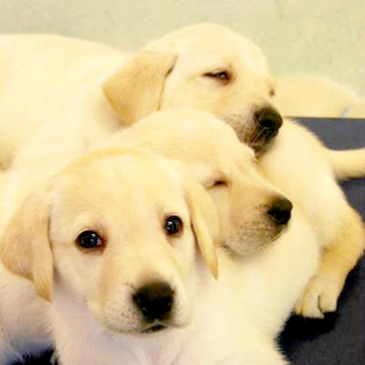 50 Names for Female Yellow Labrador Retrievers | Meaningful Lab Names