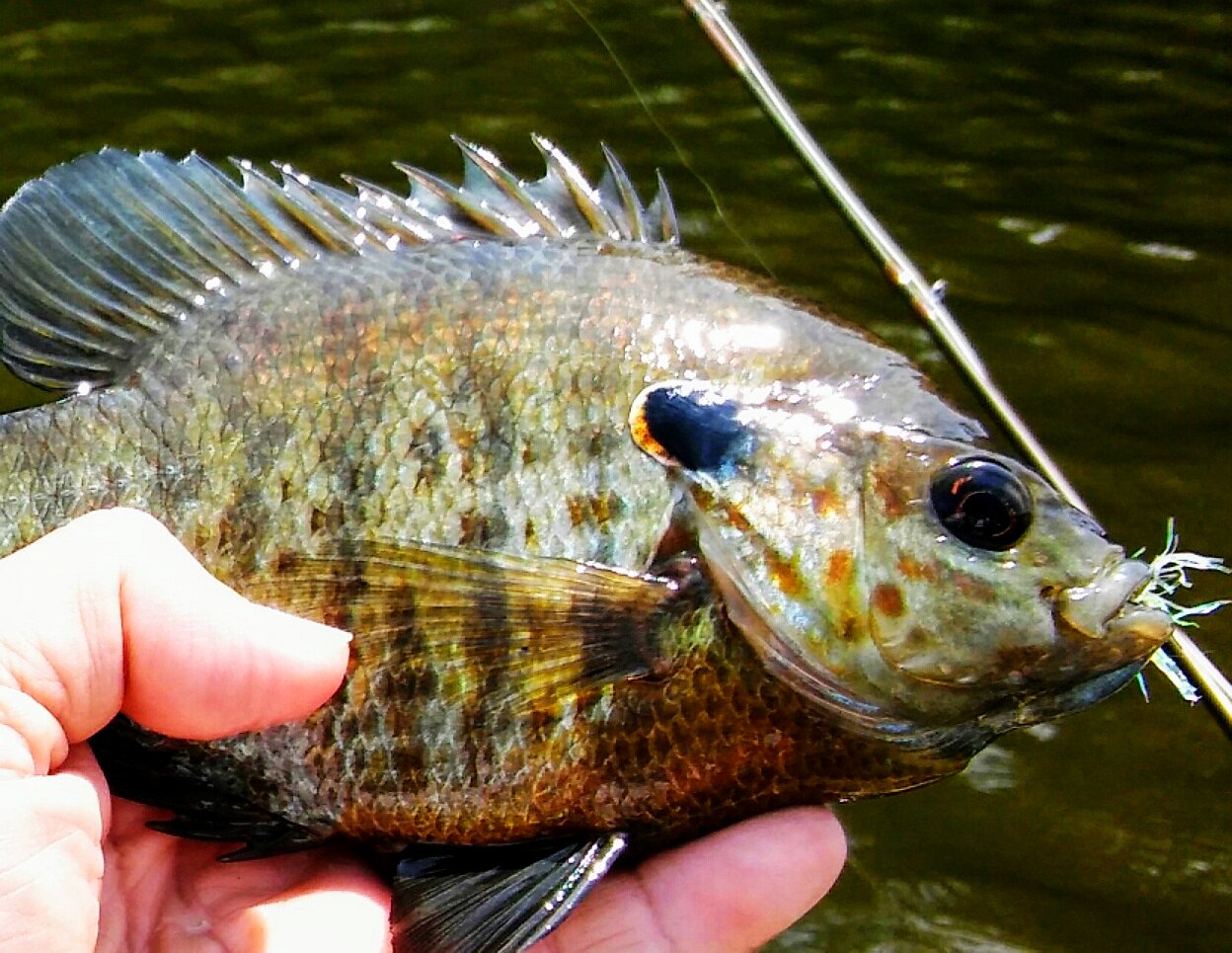 The Pond Guru: Ride The Bull Bream!