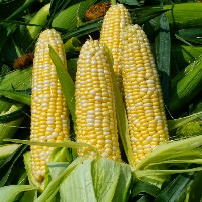 DA: Philippine Corn production to reach 8.2 million MT this year ...