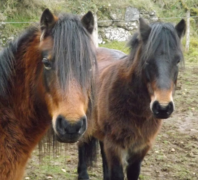 Dartmoor Ramblings TOURETTE SYNDROME dartmoor-ramblings-tourette-syndrome