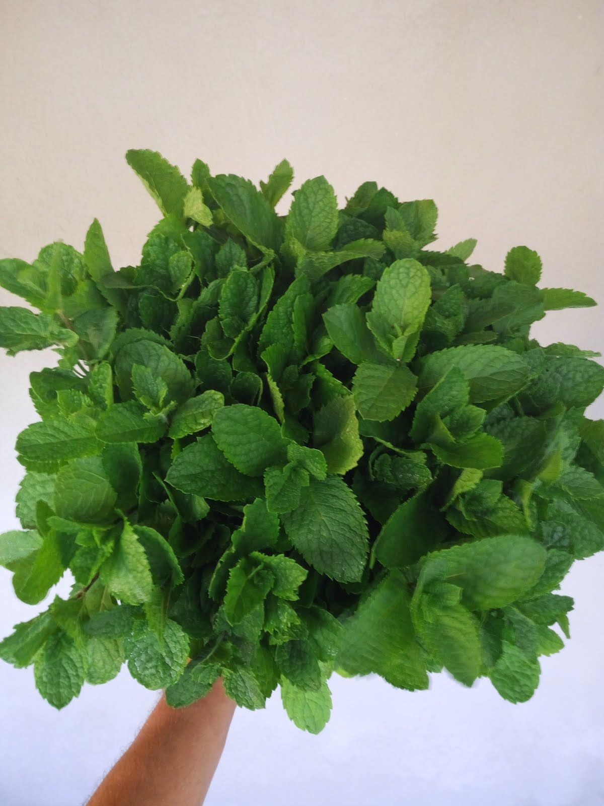 Menta Olandeza sau Izdraeliana: Menta fresh pentru toata TARA pret ...