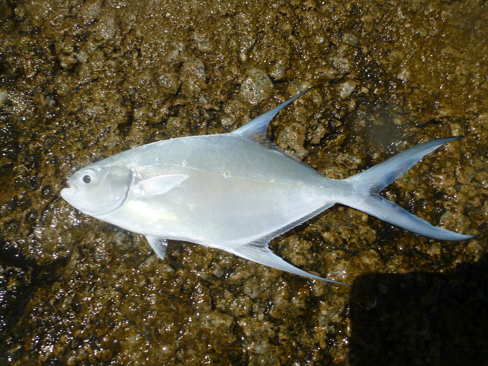 The Life Amphibious: Small Fish Fun