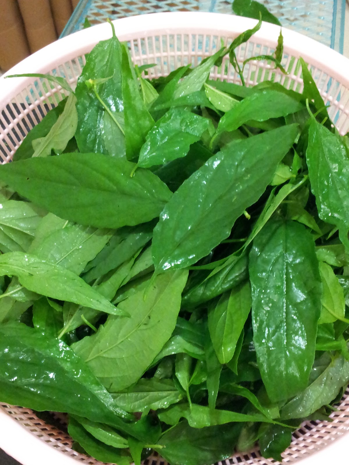 Sabah Snake Grass SSG