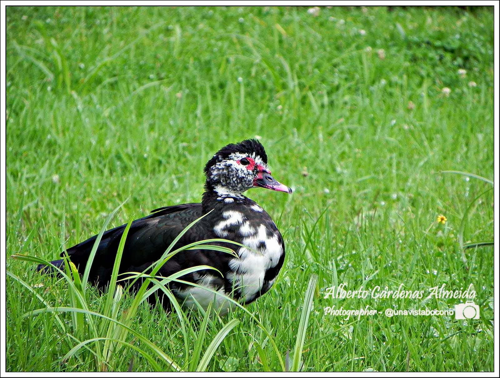Una Vista a Boconó: Pato Criollo