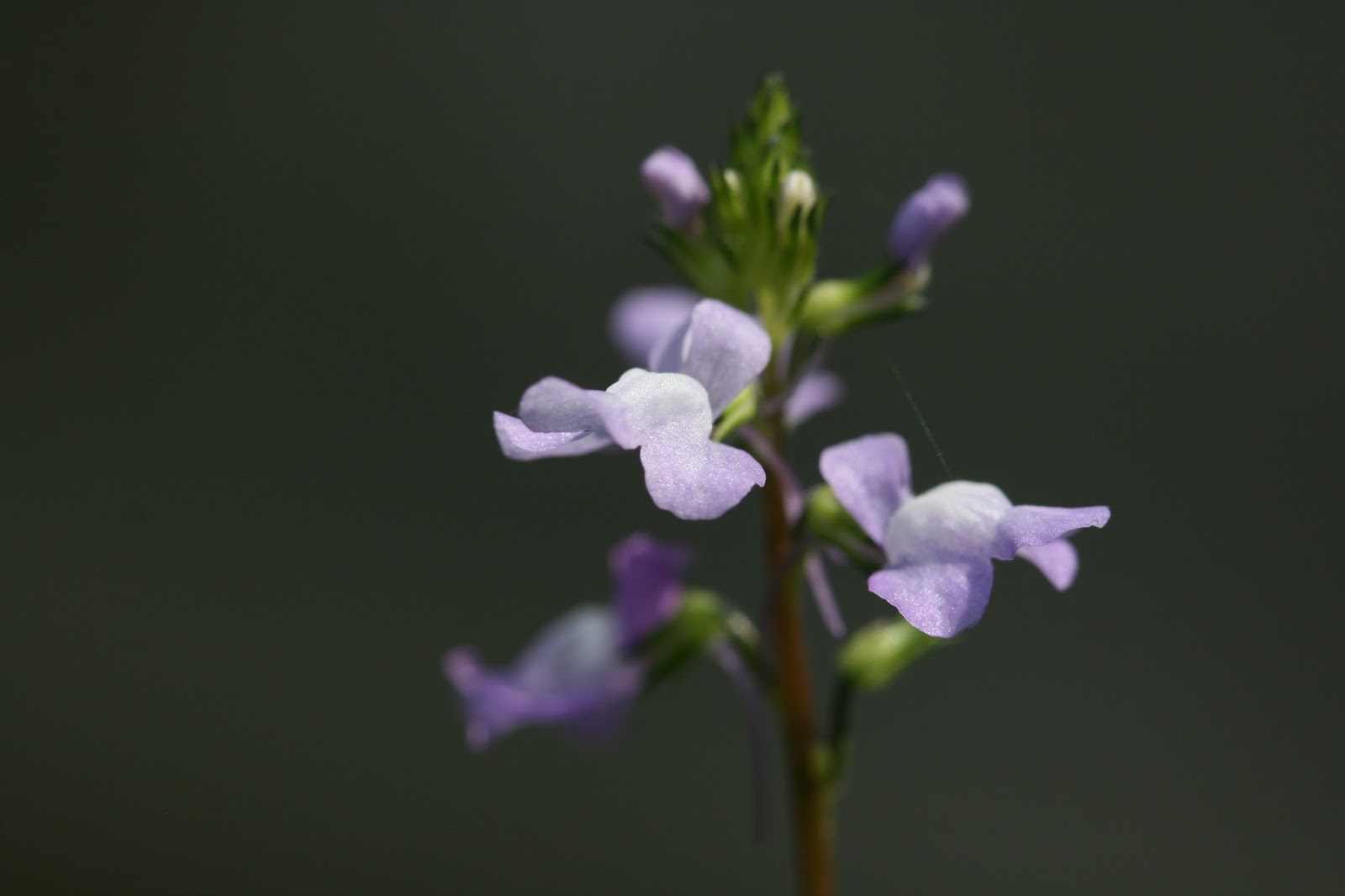 Native Florida Wildflowers: Canadian Toadflax - Linaria canadensis