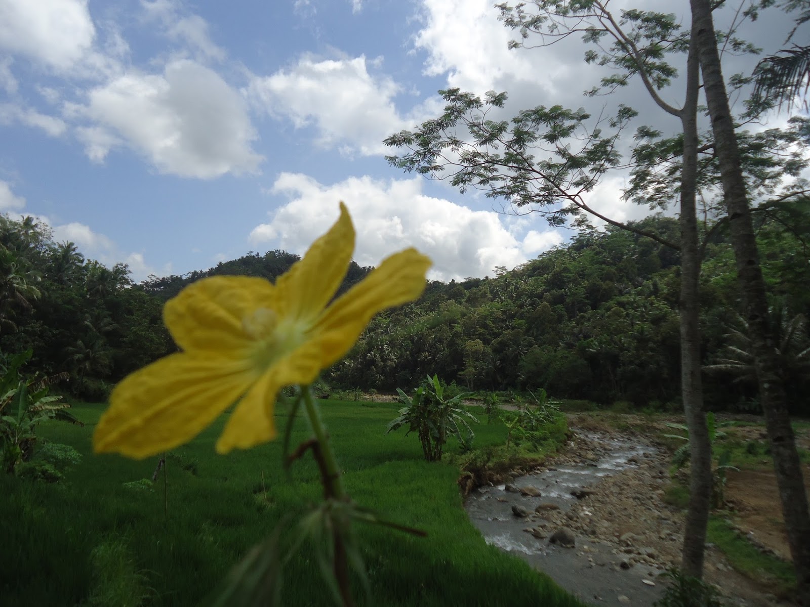 Wallpaper Bunga Labu Kuning di Bukit Menoreh - Rumah Daun Muda