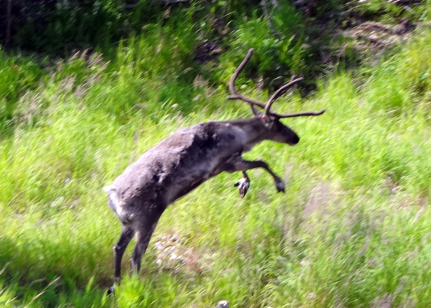 Dina's Travels: Gold and a Riverboat Tour near Fairbanks (more dogs!)